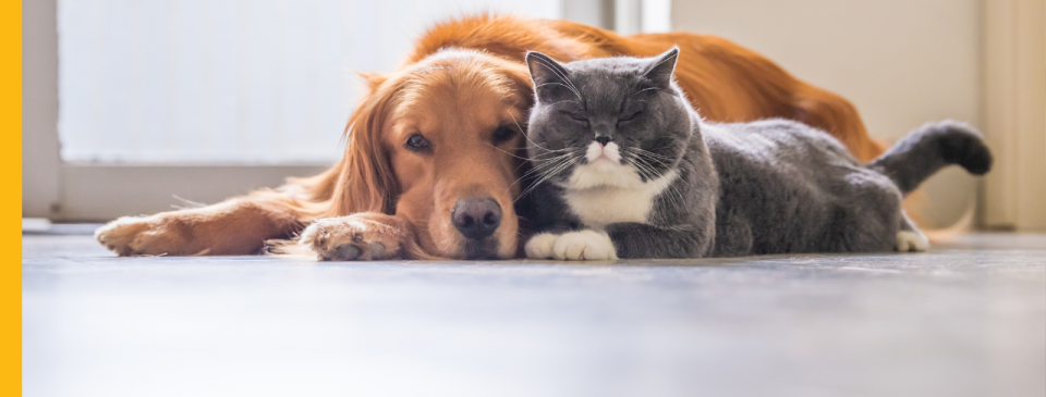 Pet-Friendly Paint: Non-Toxic Paint Resist to Scratches & Smells